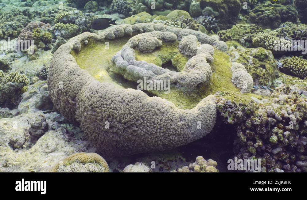 Coral reef of an unusual shape in shallow water, Slow motion Stock ...