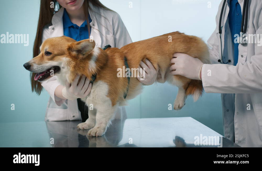 Cavity check Stock Videos & Footage - HD and 4K Video Clips - Alamy