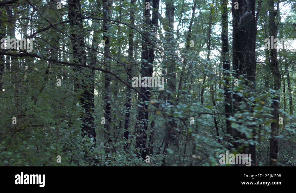 Loopandwaterfalltracks Stock Videos & Footage - HD and 4K Video Clips ...