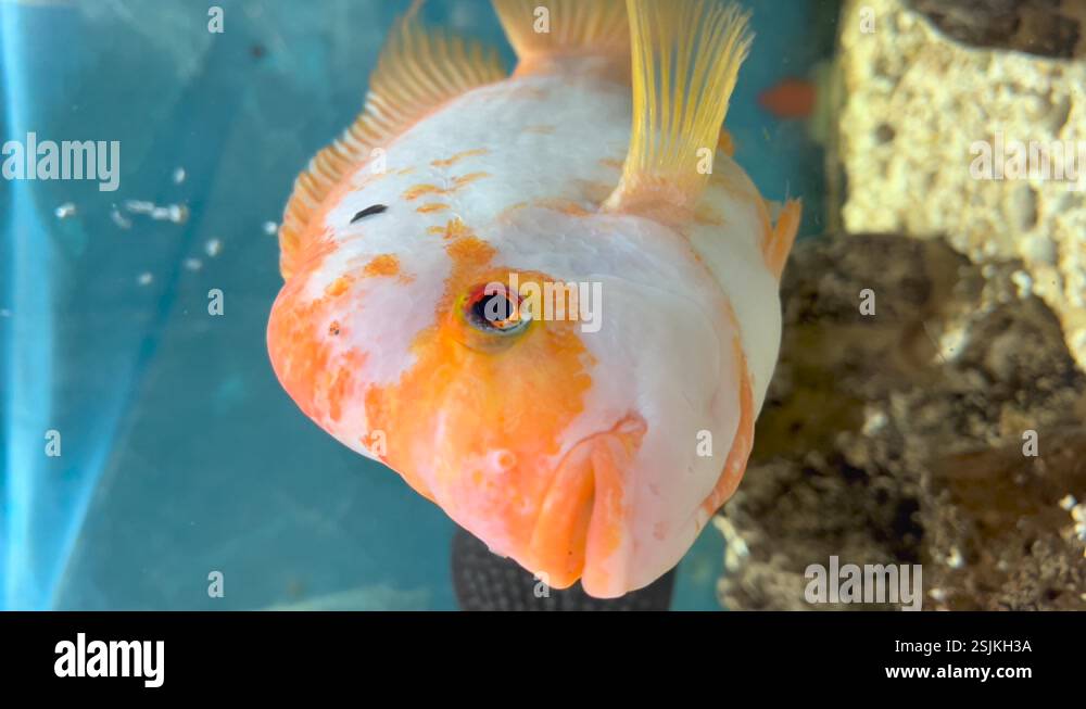 Close up vertical shot of the head of a cichlid fish of the king midas ...