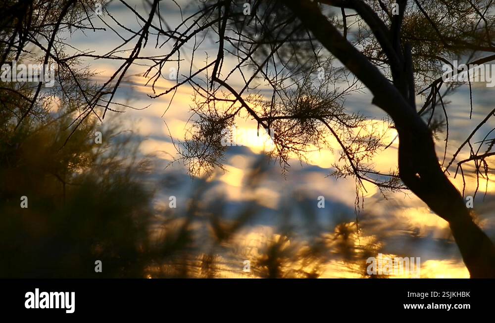 close and wide view of green tree leaves blend and twigs with Blurred ...