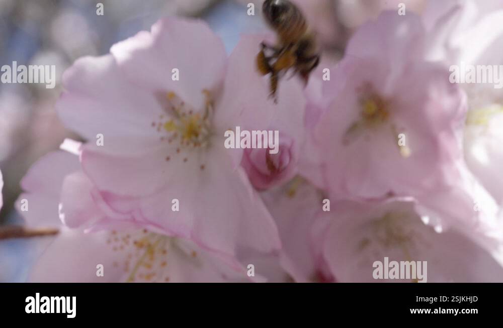 Sloe tree Stock Videos & Footage - HD and 4K Video Clips - Alamy