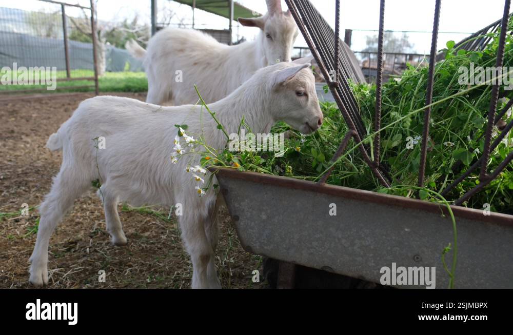 Eating goat Stock Videos & Footage - HD and 4K Video Clips - Alamy