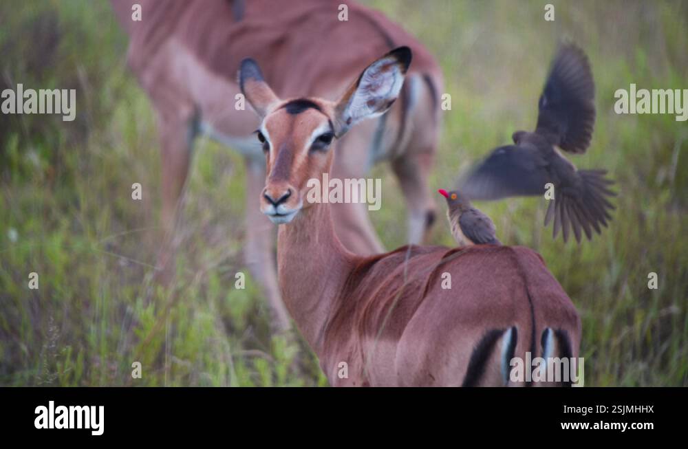 Ewe impala Stock Videos & Footage - HD and 4K Video Clips - Alamy