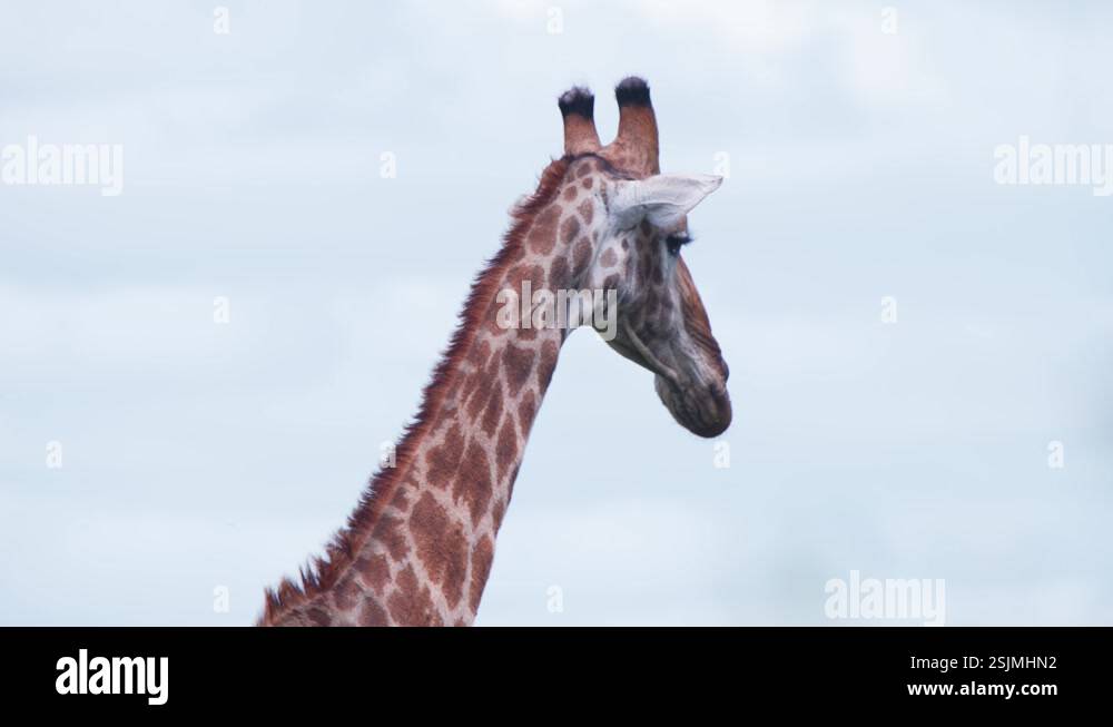 Tall neck giraffe Stock Videos & Footage - HD and 4K Video Clips - Alamy