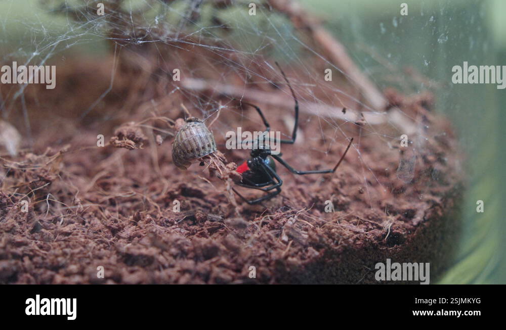 Close-up of black widow spider with prey stuck in web, venomous spider ...