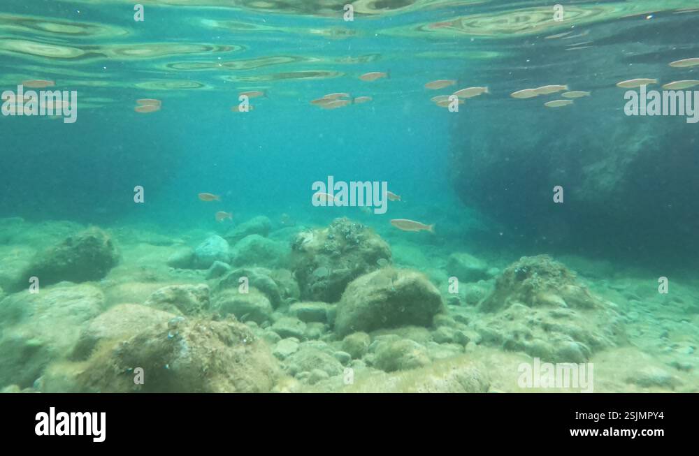 School of fish swims underwater in shallow water. Dive underwater ...