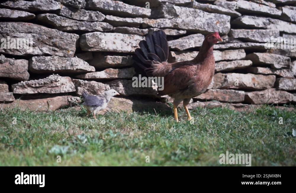 A brown and black hen walks from left to right, followed by its chick ...