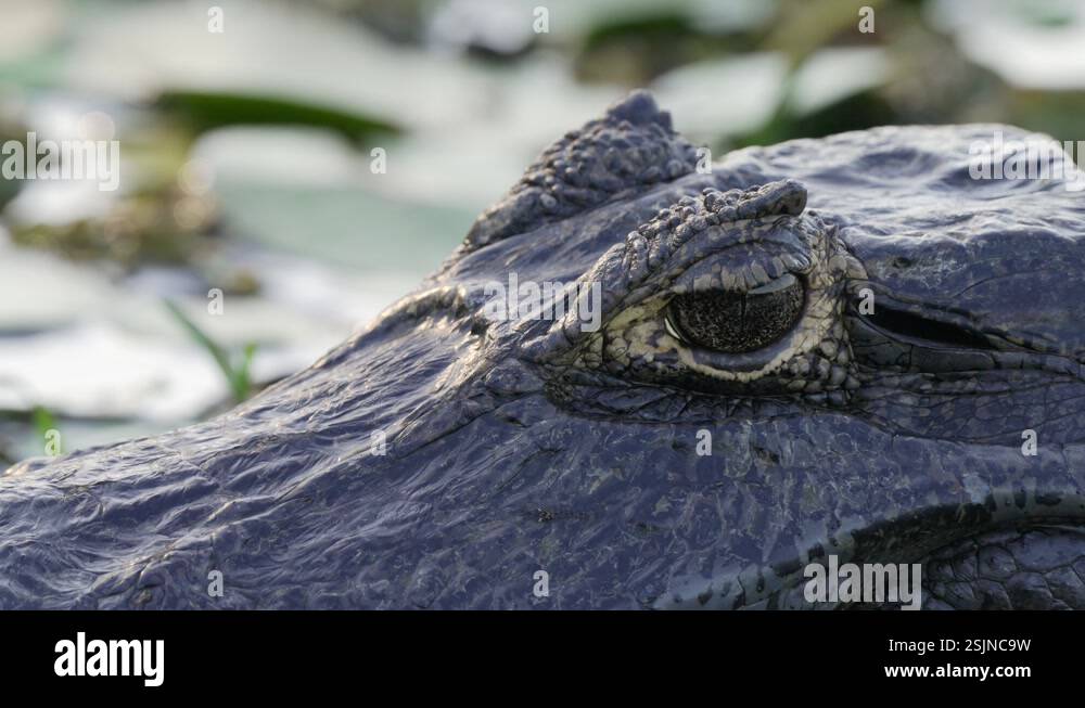 Caiman eye water Stock Videos & Footage - HD and 4K Video Clips - Alamy