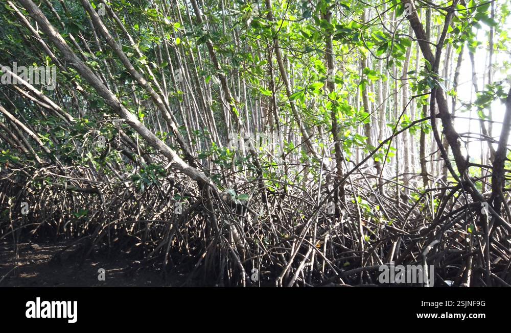 Sunlight Comes Through Mangrove Forest Roots, Tangles and Swamp, Scenic ...