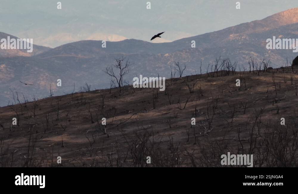 two birds flying around above the dead vegetation in fairview fire in ...