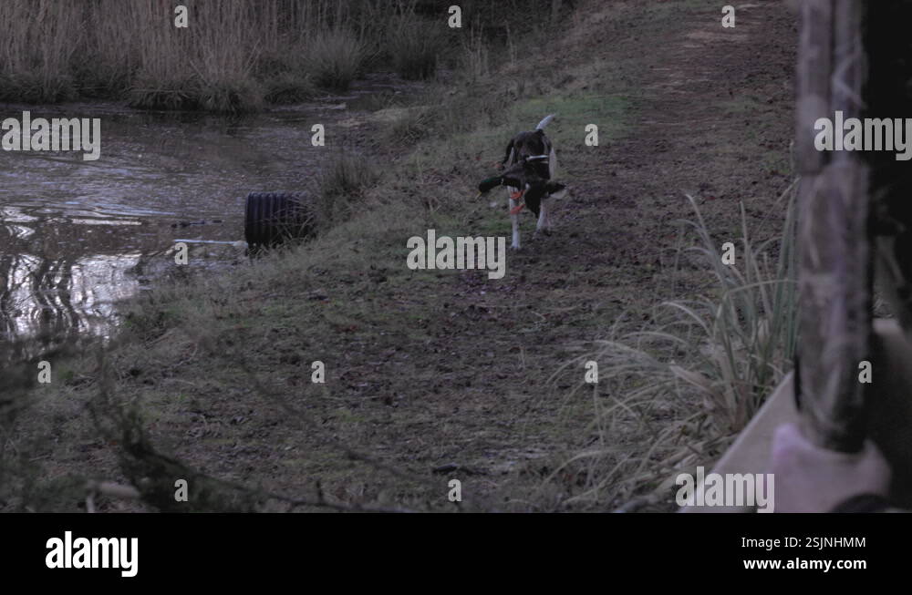 Dog retrieving duck Stock Videos & Footage - HD and 4K Video Clips - Alamy