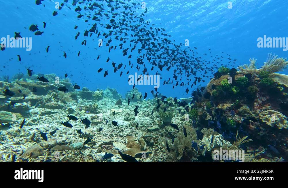 Scuba diving in crystal clear Indo-Pacific waters of Timor-Leste ...