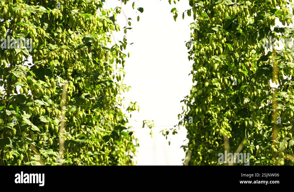 Common hops Stock Videos & Footage - HD and 4K Video Clips - Alamy