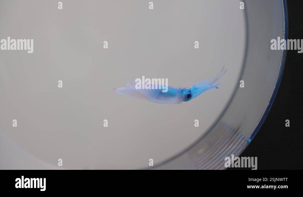Bioluminescent firefly squid watasenia Stock Videos & Footage - HD and ...