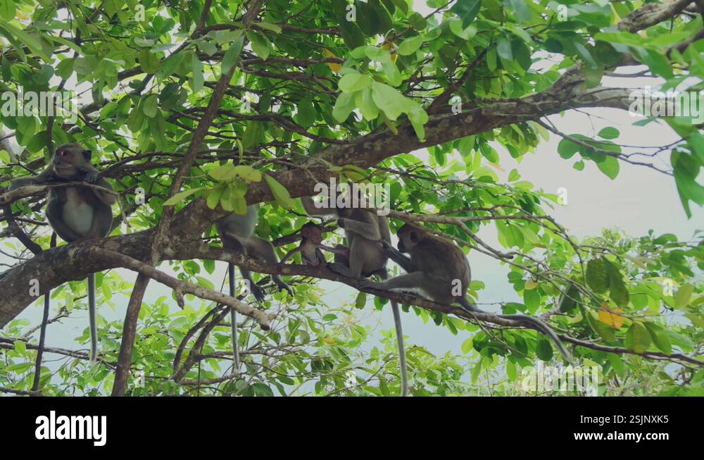 A family of monkeys in the trees in Kelingking beach in Nusa Penida ...