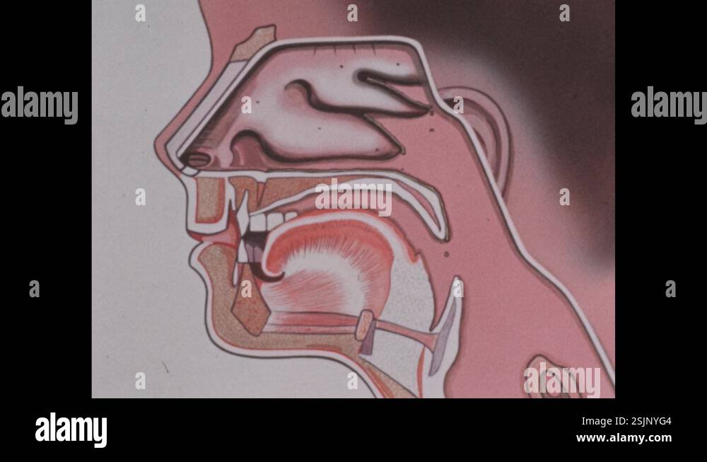 1950s: Film slate. Anatomical illustration of nasal cavity with ...