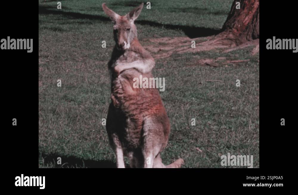 Ant nest grass Stock Videos & Footage - HD and 4K Video Clips - Alamy