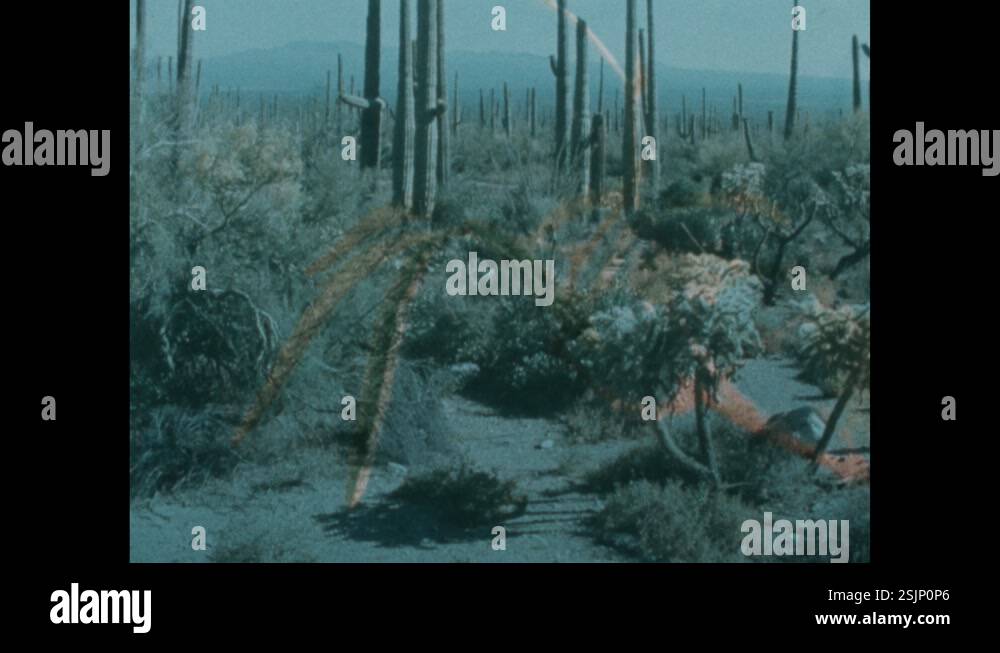 Stick plant Stock Videos & Footage - HD and 4K Video Clips - Alamy