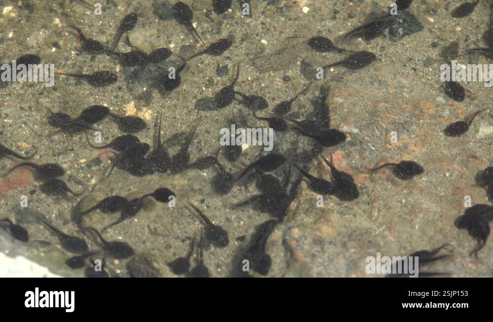 Tadpole, pollywog is larval stage in life cycle of an amphibian, frog ...