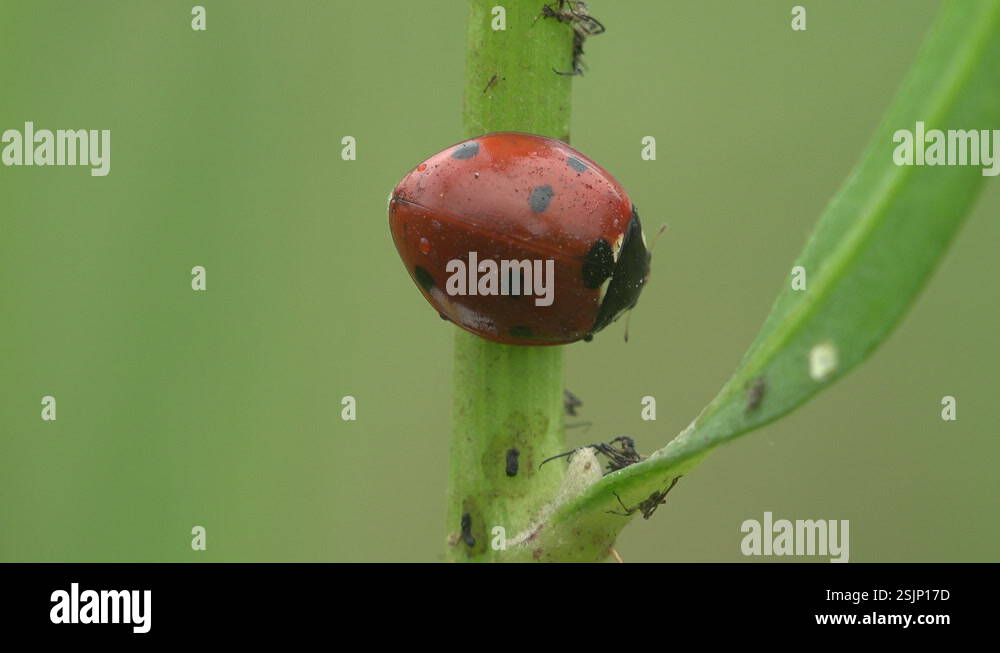 Sitting among aphids. Coccinellidae as ladybugs and ladybirds as true ...