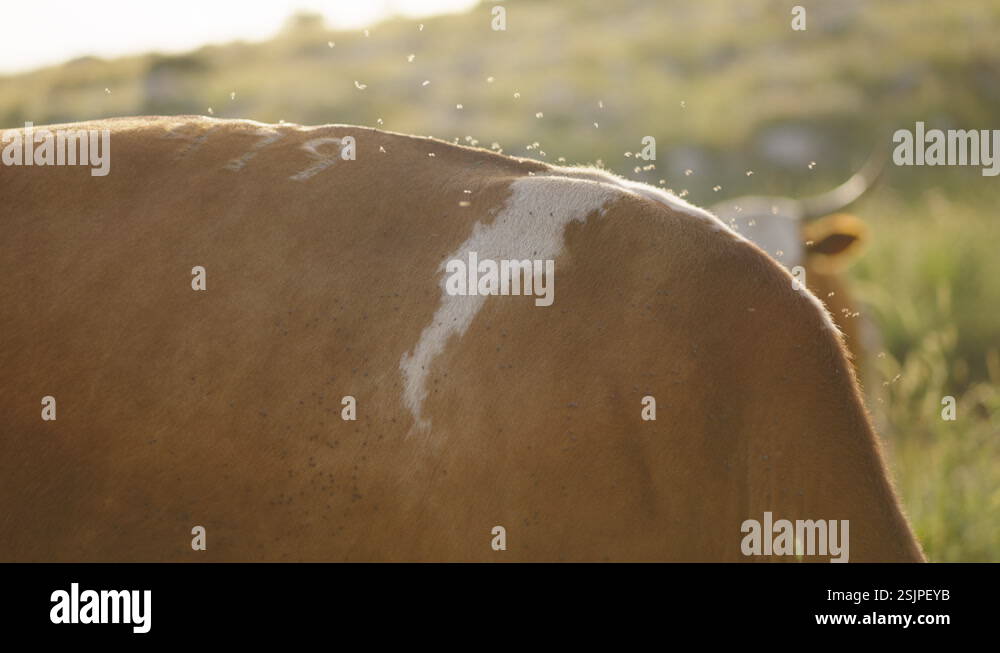 Cow keeping Stock Videos & Footage - HD and 4K Video Clips - Alamy