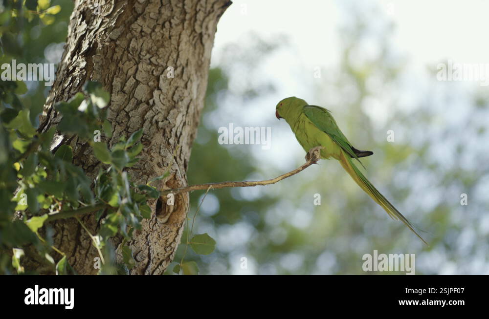 Parrot landing Stock Videos & Footage - HD and 4K Video Clips - Alamy