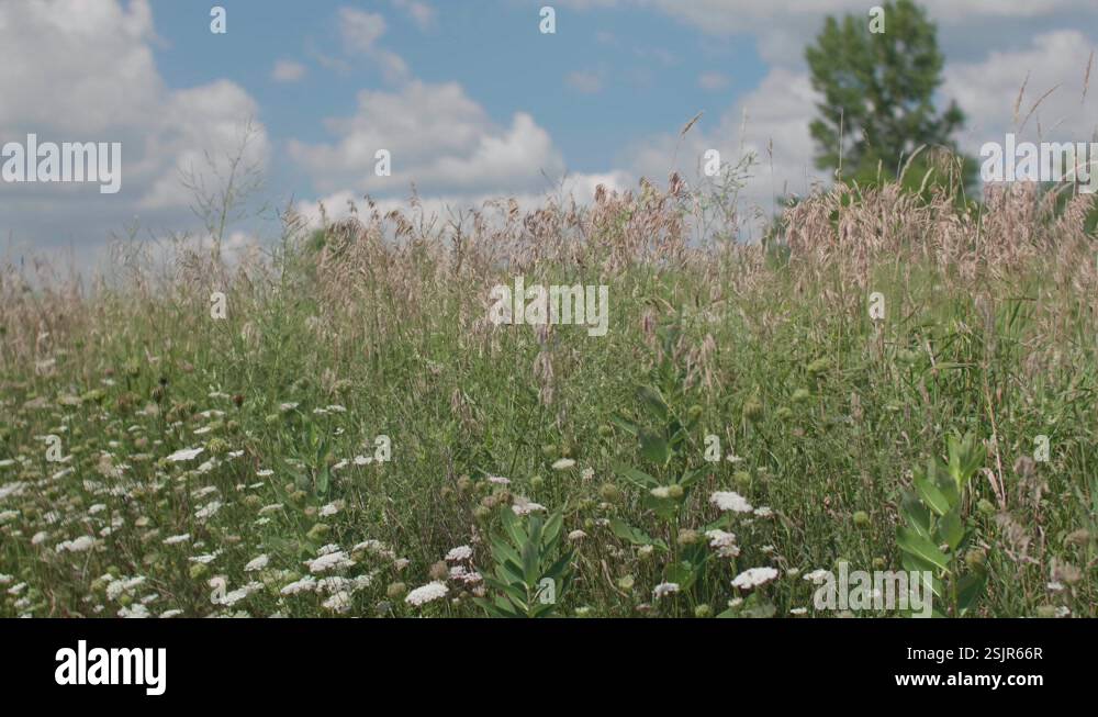 Wildflowers and border Stock Videos & Footage - HD and 4K Video Clips ...