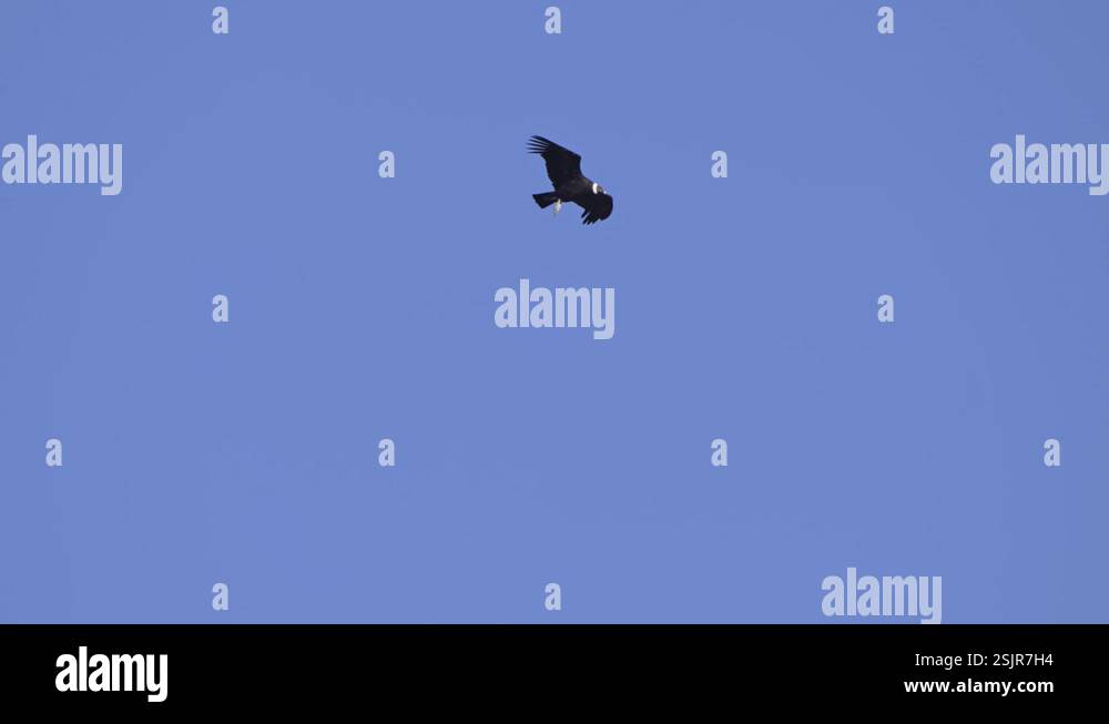 White raptor Stock Videos & Footage - HD and 4K Video Clips - Alamy