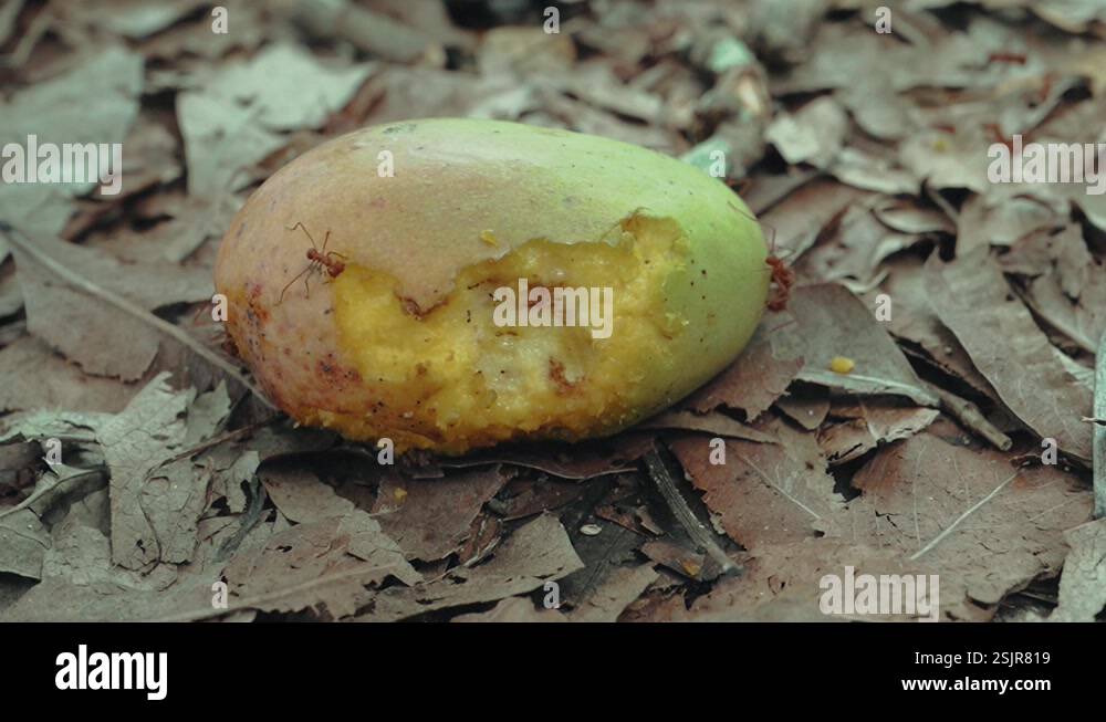 Rotten yellow orange mango on dead broken leafy ground is eaten by red ...