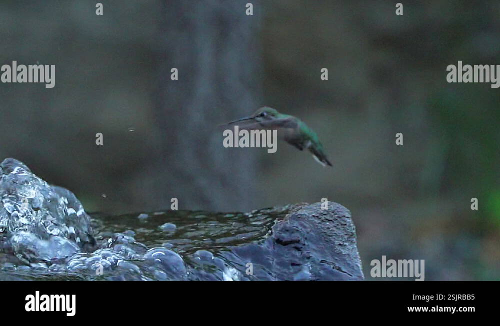 Tiny hummingbird hovering garden Stock Videos & Footage - HD and 4K ...