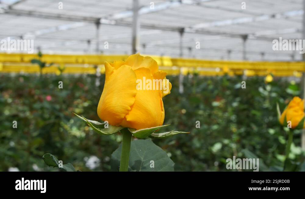 Rose flo Stock Videos & Footage - HD and 4K Video Clips - Alamy