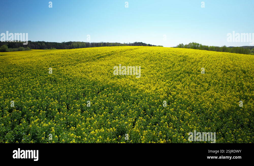 Hillside tree Stock Videos & Footage - HD and 4K Video Clips - Alamy