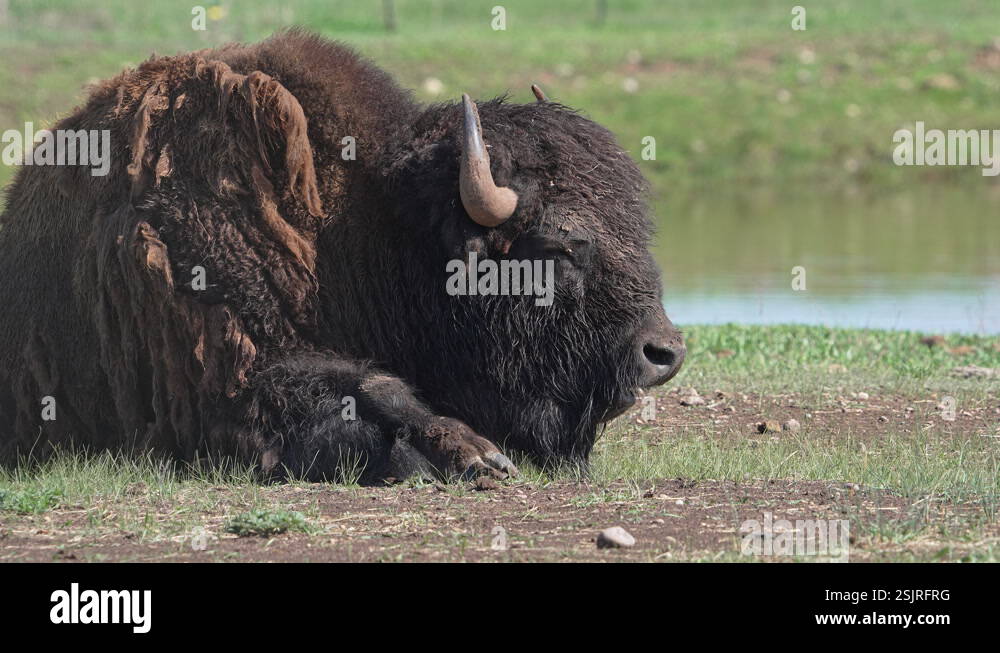 Native sitting bull Stock Videos & Footage - HD and 4K Video Clips - Alamy