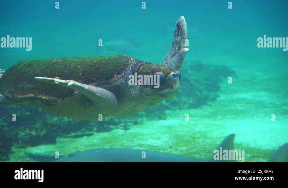 Oceanic turtle species, adult loggerhead sea turtle, caretta caretta ...