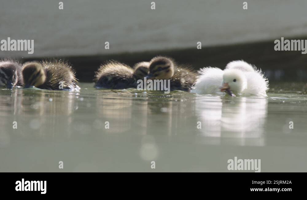 Cute raft of young ducklings foraging together at dam surface, low ...