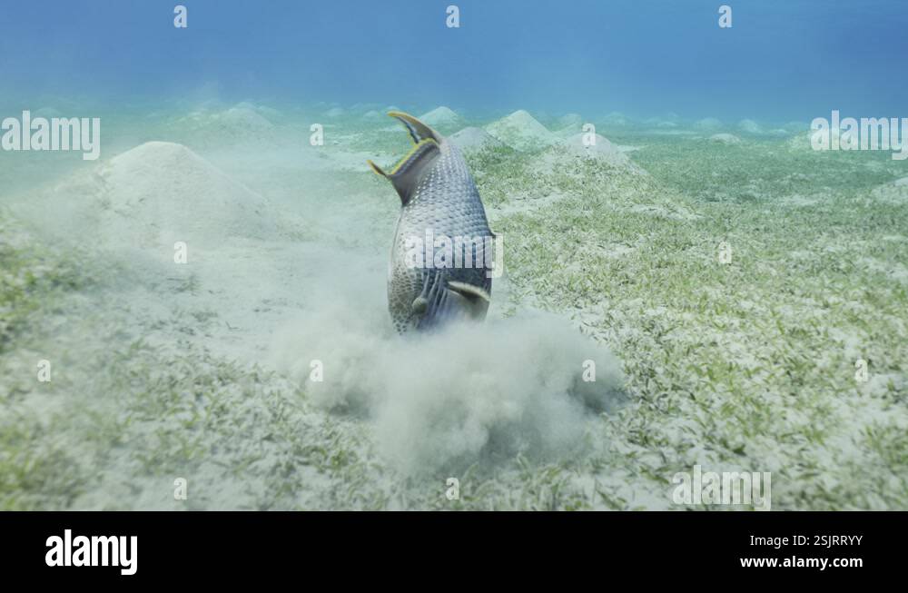 Slow motion, Triggerfish digs holes in the sandy bottom in search of ...