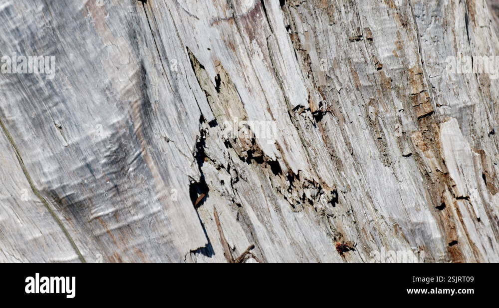 Background of splintered wood Stock Videos & Footage - HD and 4K Video ...