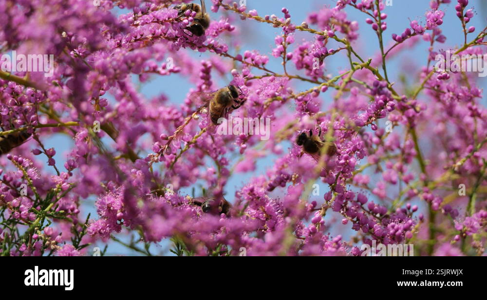 Tamarix also known as Salt cedar, southern France Stock Video Footage ...