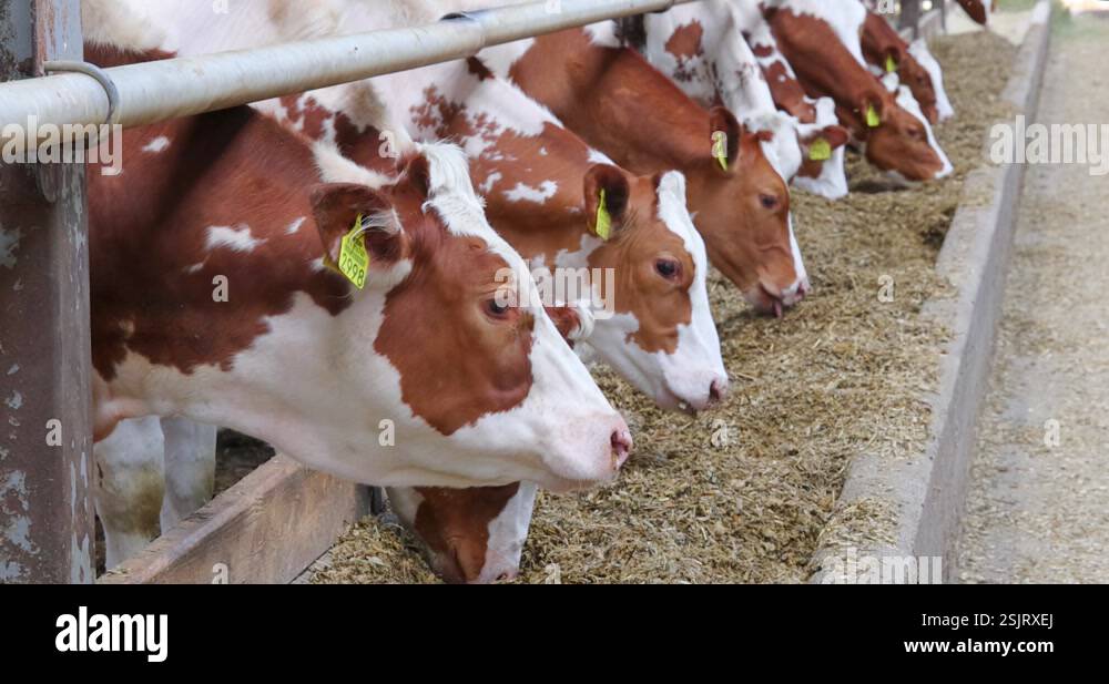 Dairy farm, simmental cattle, feeding cows on farm Stock Video Footage ...