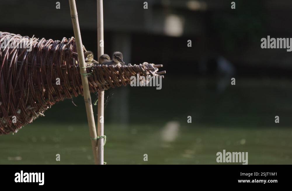Duckhive Stock Videos & Footage - HD and 4K Video Clips - Alamy