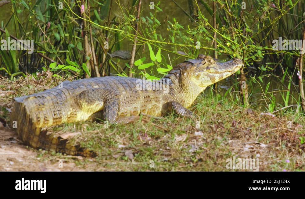 Caiman yacare crocodile in Stock Videos & Footage - HD and 4K Video ...