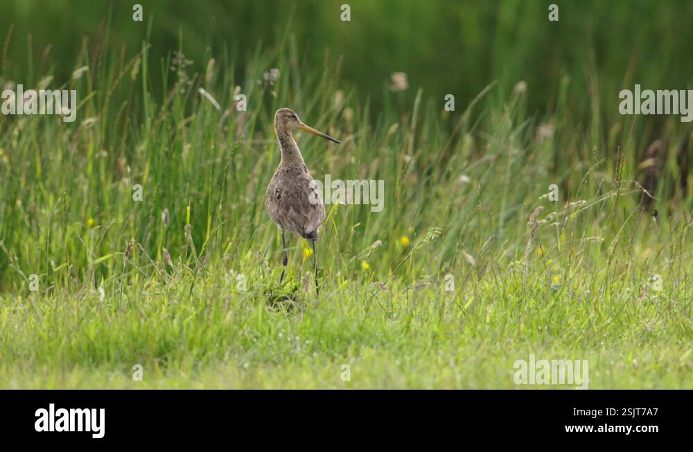 Black tailed godwit with long beak walking between high grass in nature ...