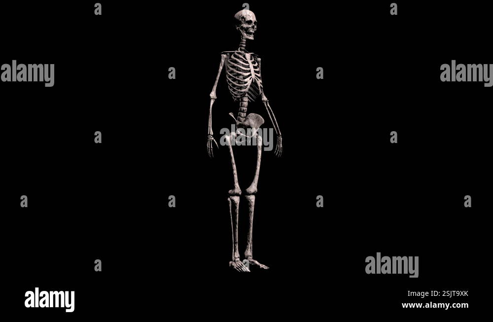 3D Whole Human Skeleton Animation with Feet Knee Joints Hips Rib Cage ...