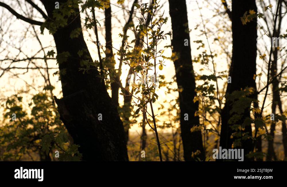 Bright sunbeams pass through trees Stock Videos & Footage - HD and 4K ...