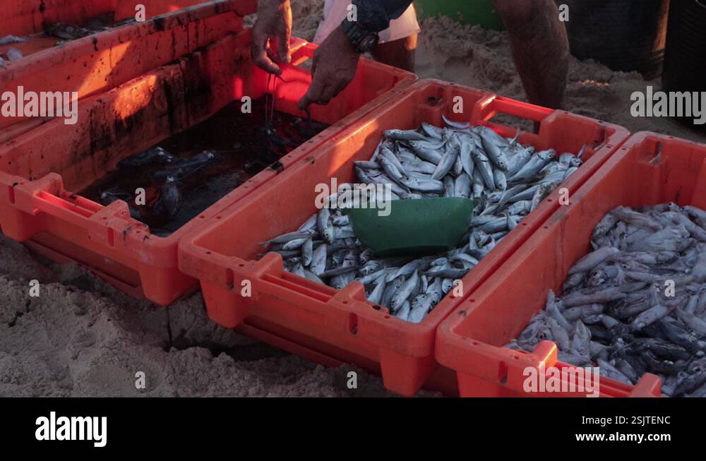 Catch containers Stock Videos & Footage - HD and 4K Video Clips - Alamy