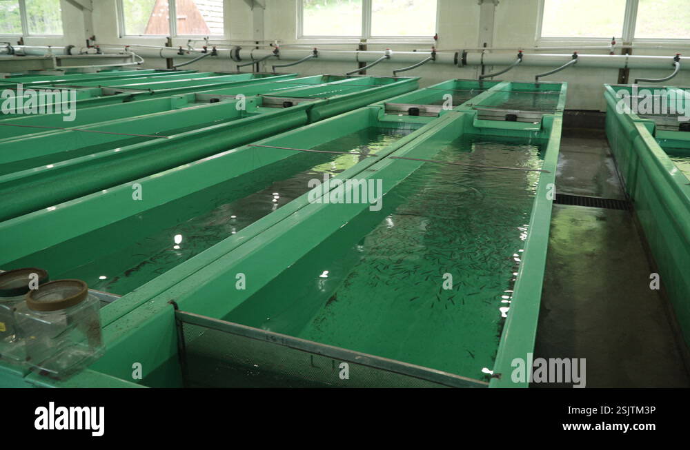 Panning view of a fish hatchery with Kokanee Salmon fingerlings Stock ...
