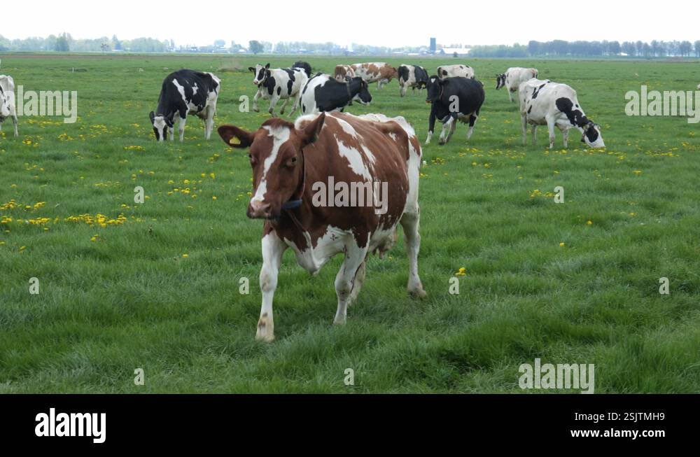 Dairy Cows Seen Trotting On Green Grass Field. Slow Motion Stock Video ...
