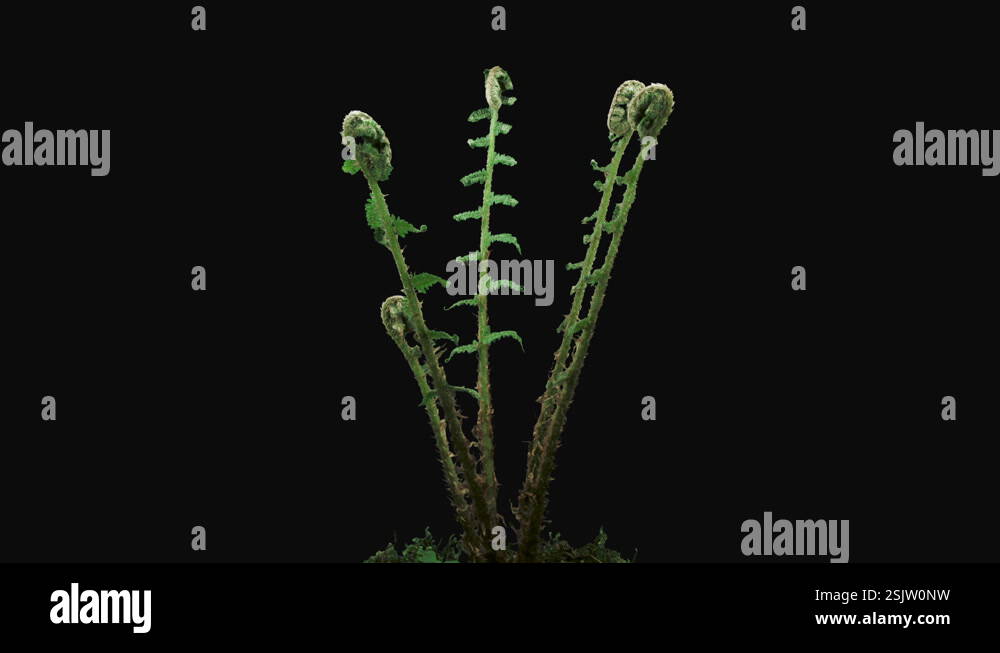 Fern unrolling new fronds in RGB + ALPHA matte format Stock Video ...