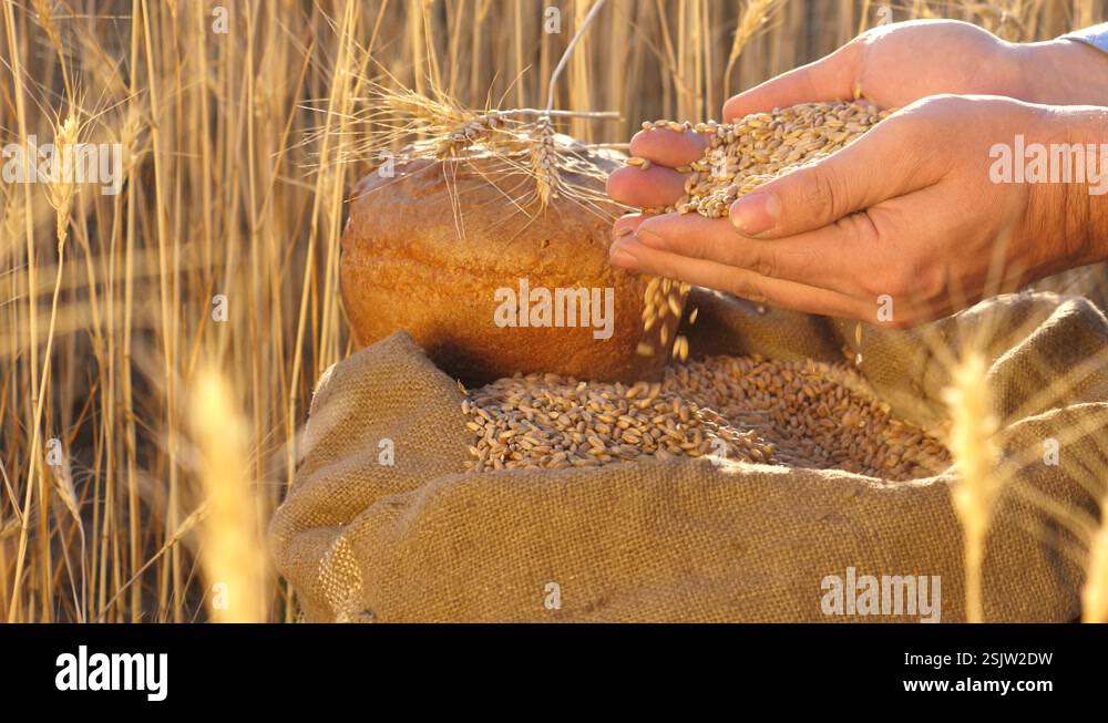 Farmers hands pour wheat grains in bag with ears. Harvesting cereals ...